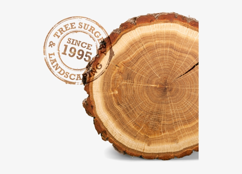 Log Image - Rings On A Tree Transparent PNG - 527x510 - Free Download ...