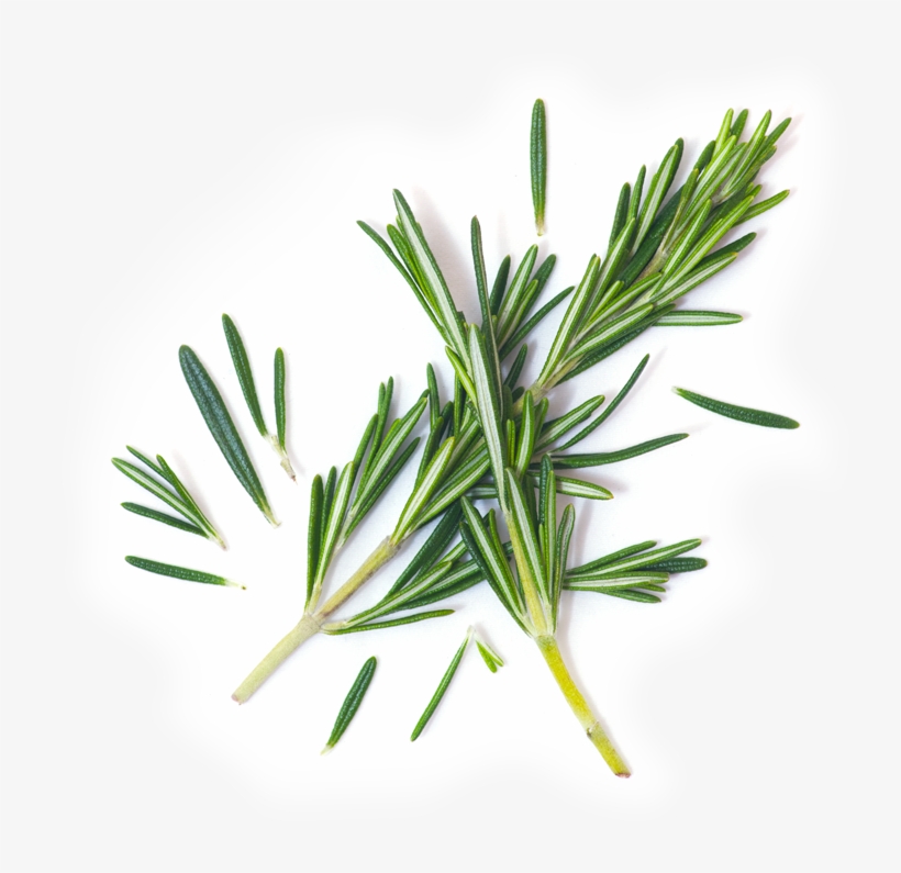 Evergreen Transparent PNG - 729x715 - Free Download on NicePNG