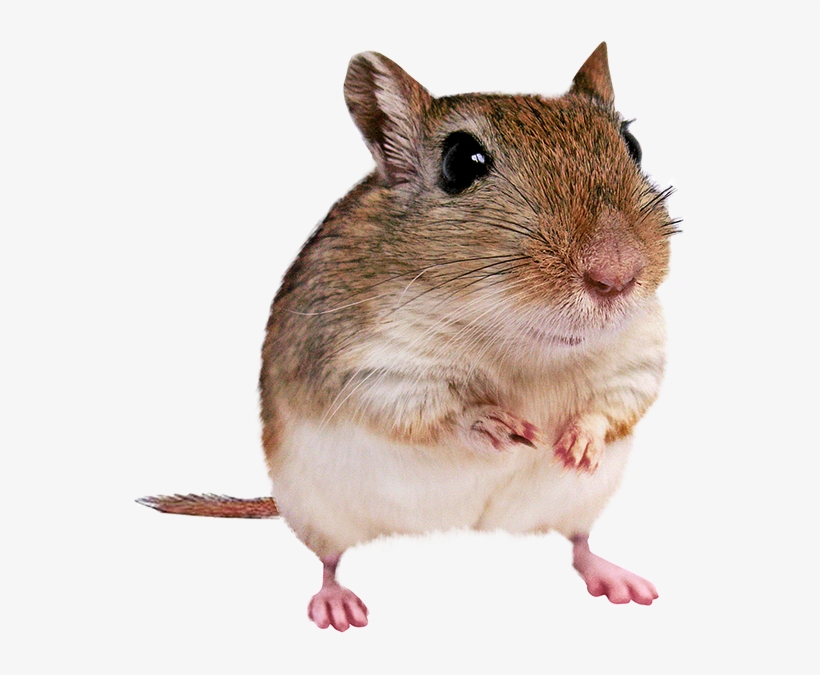 Gerbil Photosymbols - Mouse Transparent PNG - 600x600 - Free Download ...