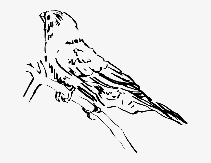 Side View Of Bird Drawing Transparent PNG - 640x556 - Free Download on ...