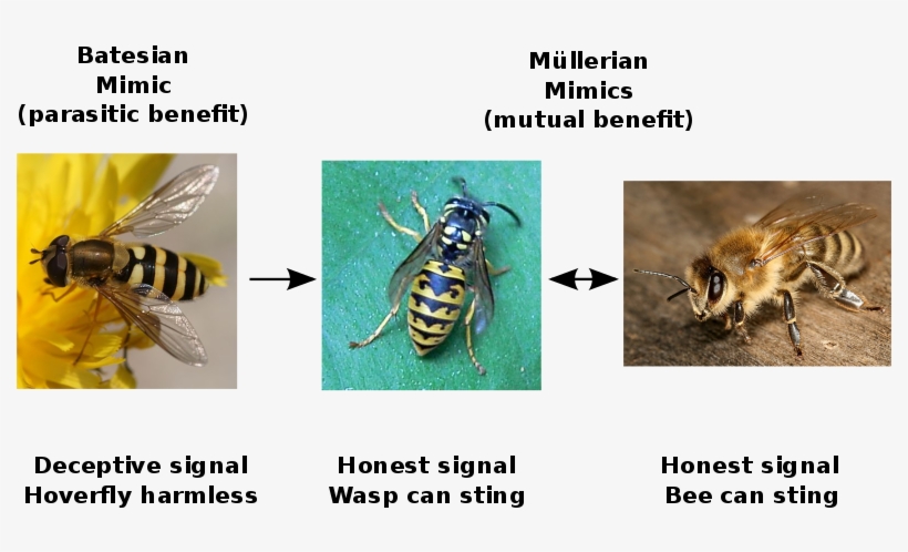 Comparison Of Batesian And Müllerian Mimicry, Illustrated - Batesian Vs ...