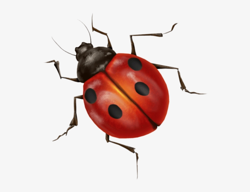 Download Ladybug - Insects With No Background - HD Transparent PNG ...