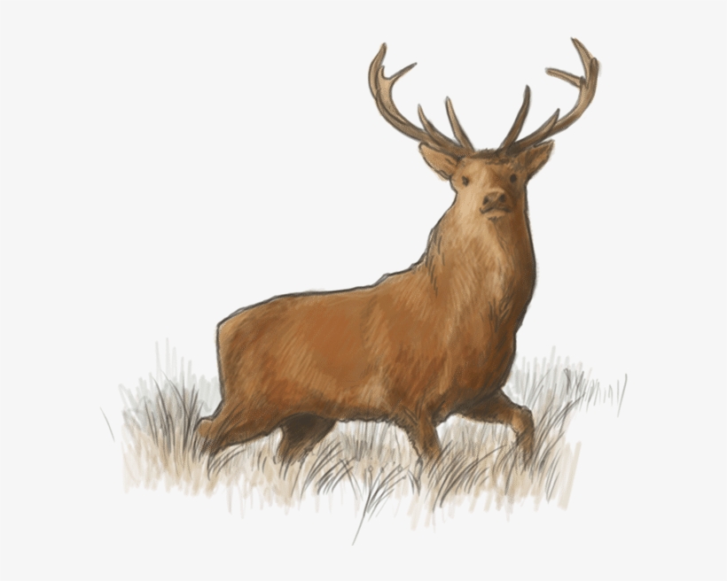 Lough Eske Walking Map - The Lodge @ Harvey's Point Transparent PNG ...