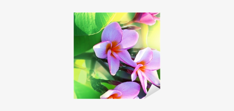 Hawaii Transparent PNG - 400x400 - Free Download on NicePNG