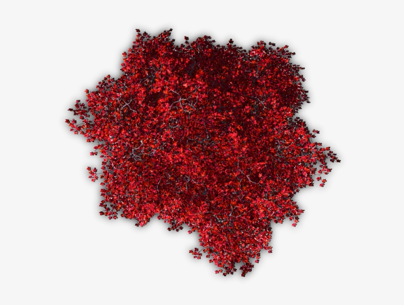 Trees Tree Blossoms Nature Red Autumn Topview - Red Tree Top View ...