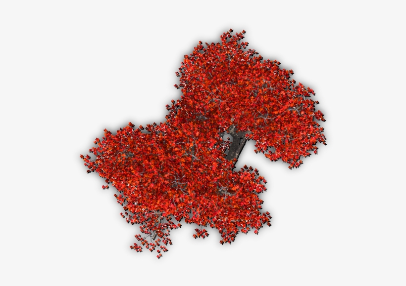 451k Tree Autumn 1 06 Feb 2009 - Red Tree Top View Png Transparent PNG ...
