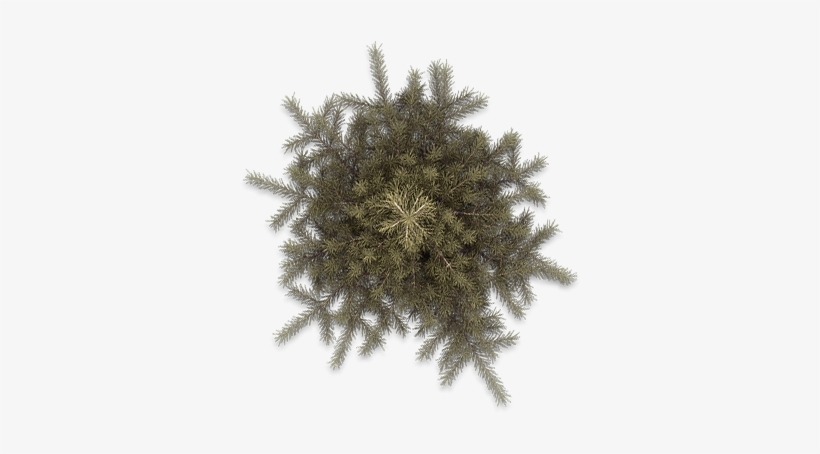 Pine Tree Top View Png - Pine Transparent PNG - 453x400 - Free Download ...