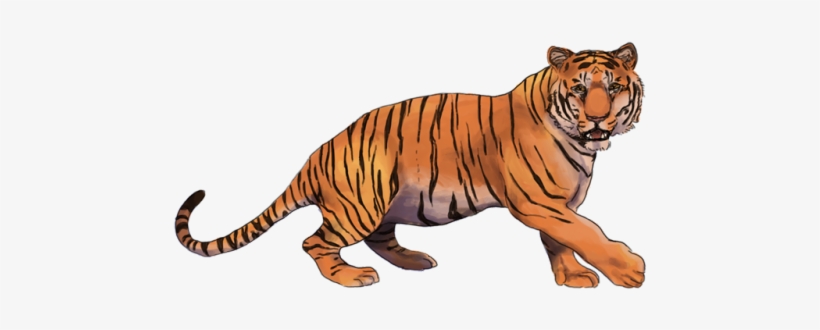 2 - Transparent Tiger Transparent PNG - 500x338 - Free Download on NicePNG