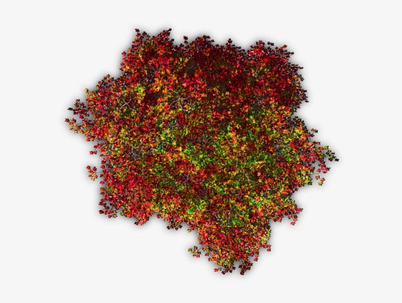 Trees Tree Blossoms Nature Red Autumn Topview Orange - Red Tree Top ...