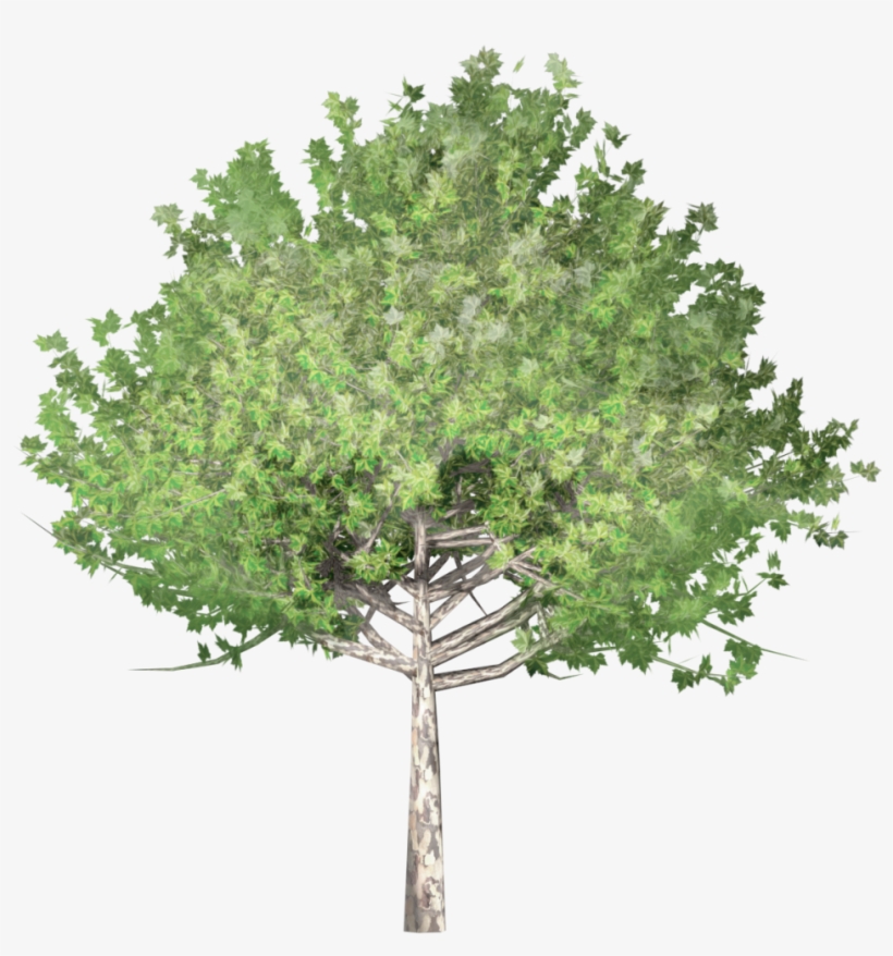 Platane - Tree Png Transparent PNG - 1000x1000 - Free Download on NicePNG