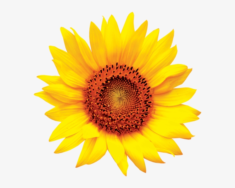 Colourful Sunflower Logo - Sun Flower Png Transparent PNG - 600x600 ...