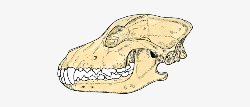 German Shepherd Dog Skull - Dog Transparent PNG - 452x273 - Free ...