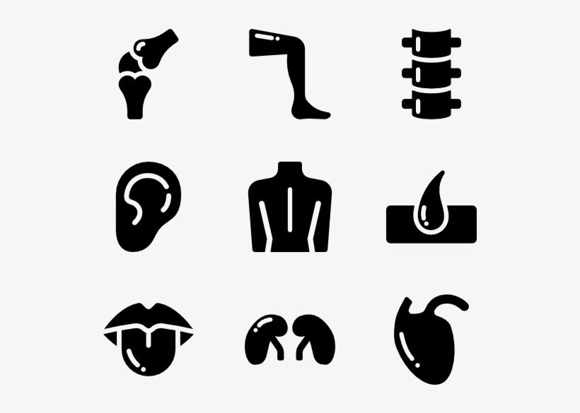 Human Body Icon Png - Human Body Symbols Transparent PNG - 600x564 ...