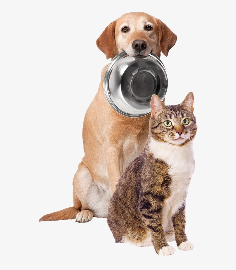 My Perfect Pet Lightly - Dog And Cat Png Transparent PNG - 573x900 ...