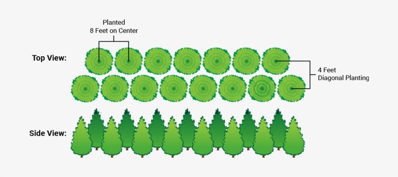 Thuja Green Giant Privacy Evergreen Staggered Row - Arborvitae Green ...
