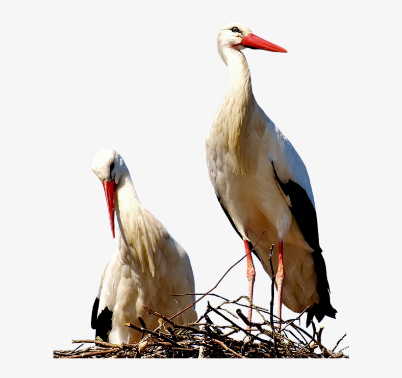 Stork PNG & Download Transparent Stork PNG Images for Free - NicePNG