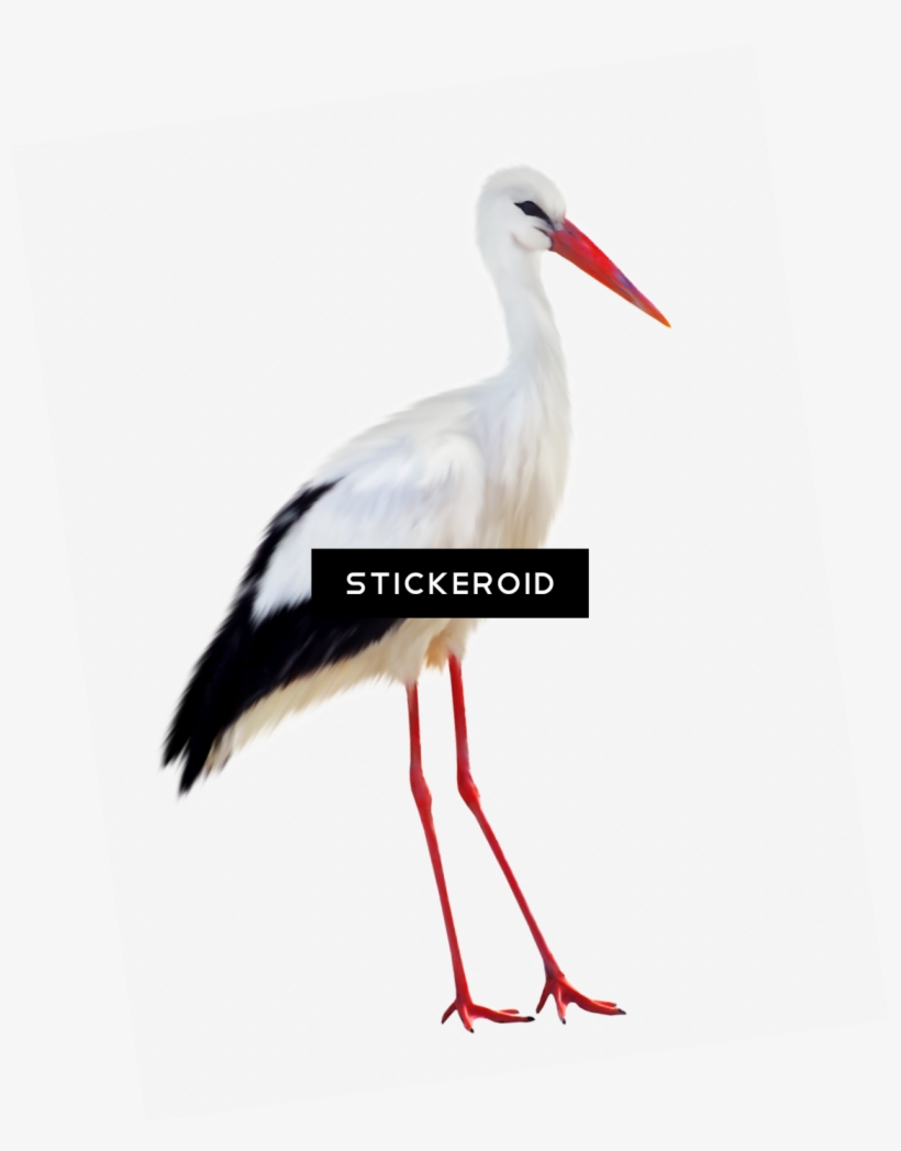 Stork Transparent PNG - 1141x1403 - Free Download on NicePNG