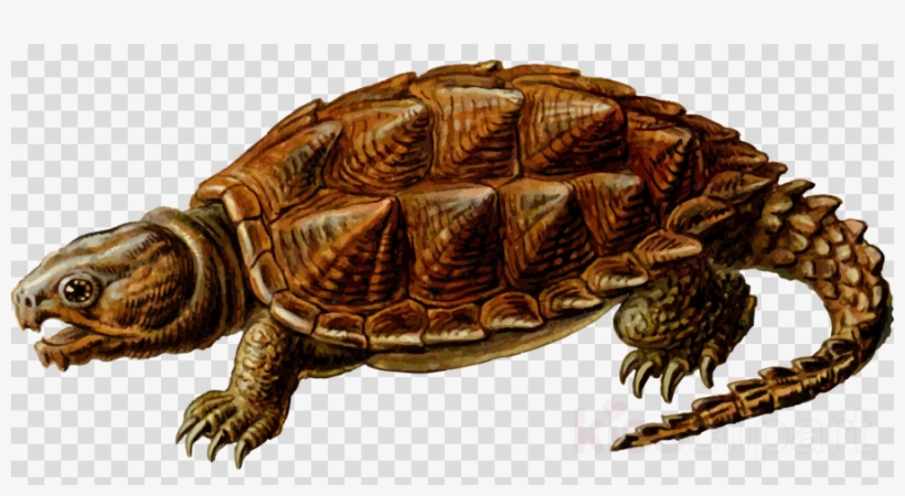 Snapping Turtle Logo
