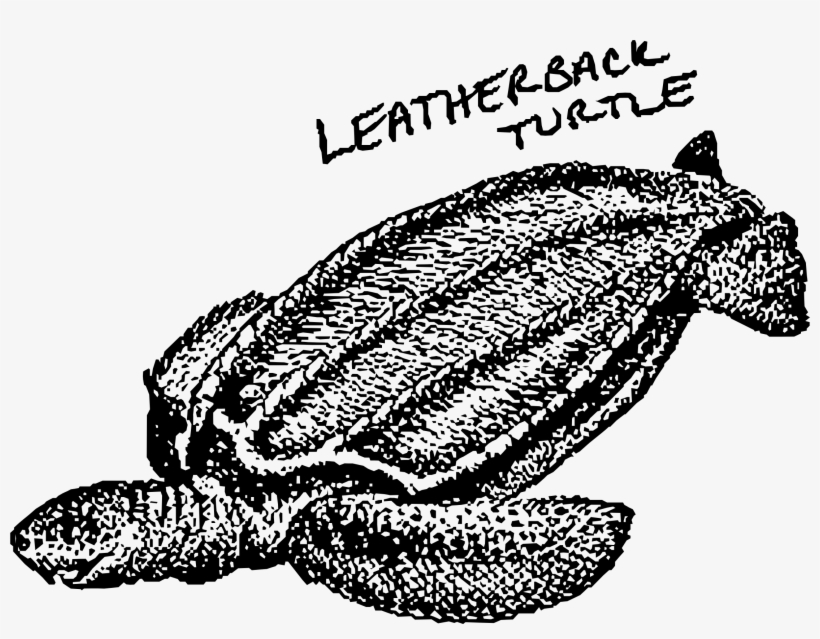 This Free Icons Png Design Of Leatherback Turtle Transparent PNG ...