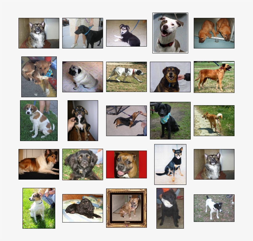 Dogs Download - Bull And Terrier Transparent PNG - 712x712 - Free ...