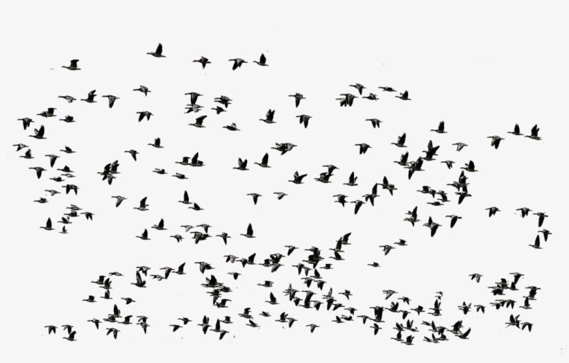 Go To Image - Flying Birds Group Png Transparent PNG - 1095x729 - Free ...