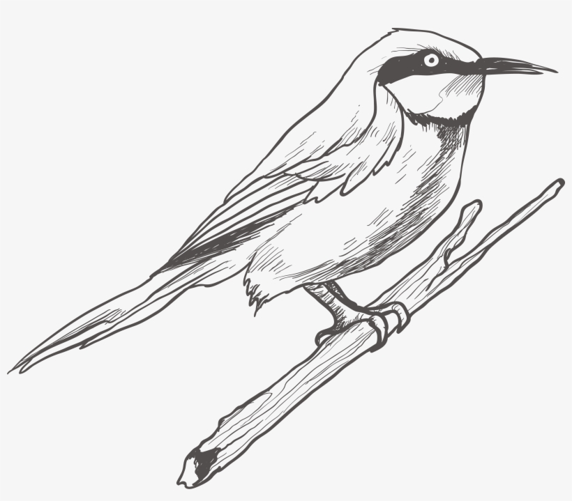 Bird Drawing Sketch Transprent Png Free Download - Sketch Bird ...