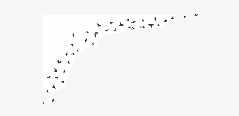 Birds Tumblr Transparent