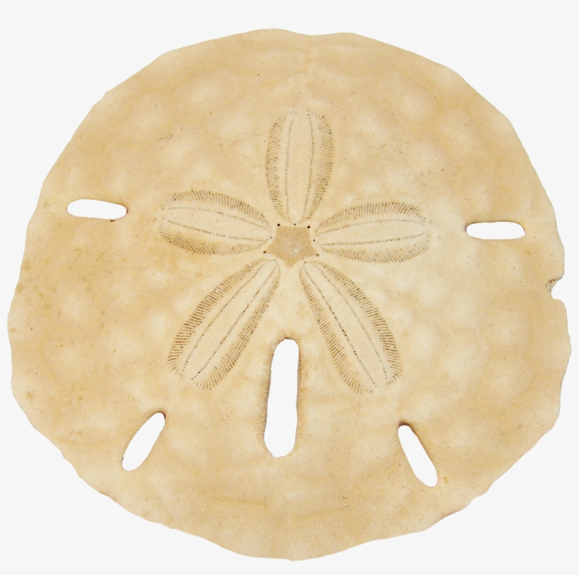 Sand Dollar Transparent PNG - 1024x967 - Free Download on NicePNG