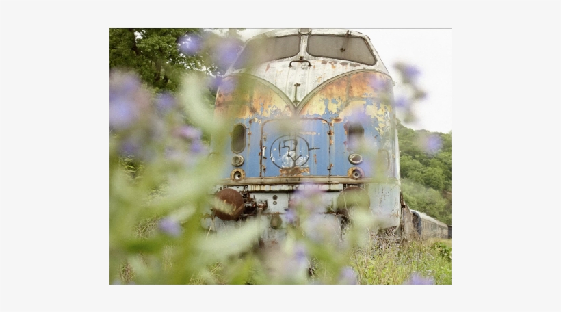 Not - Tree Transparent PNG - 500x500 - Free Download on NicePNG