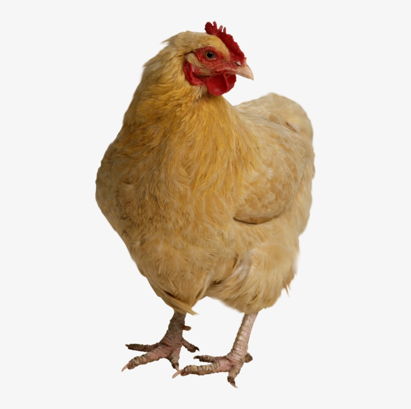 Hen, Chicken Head - Chicken Head Transparent Transparent PNG - 457x750 ...