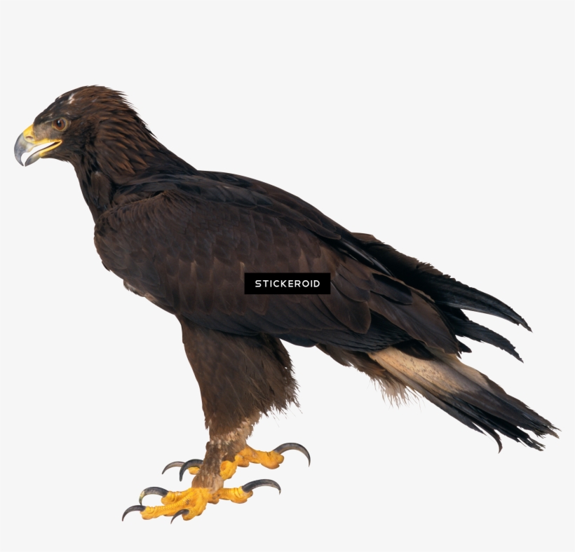 Eagle Animals - Baaz Png Transparent PNG - 2346x2141 - Free Download on ...