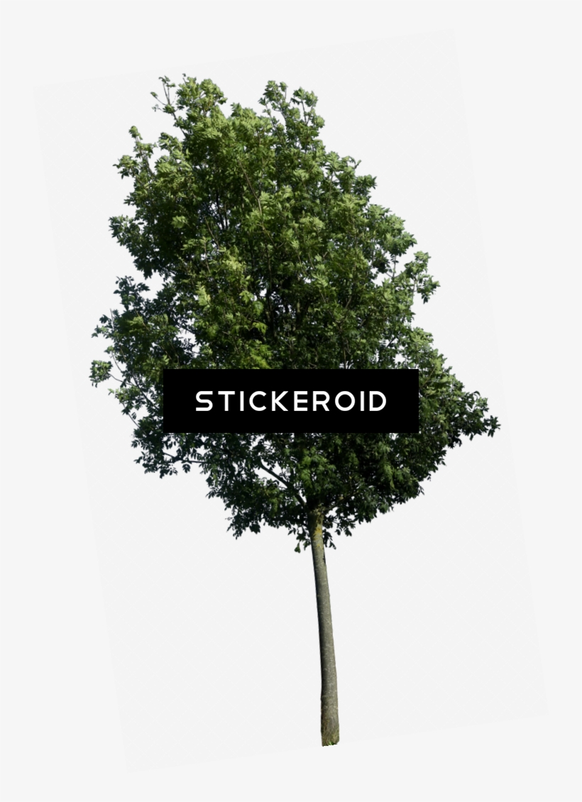 Tree Hq In Graphics Details By Gd - Tree Hq Transparent PNG - 728x1050 ...