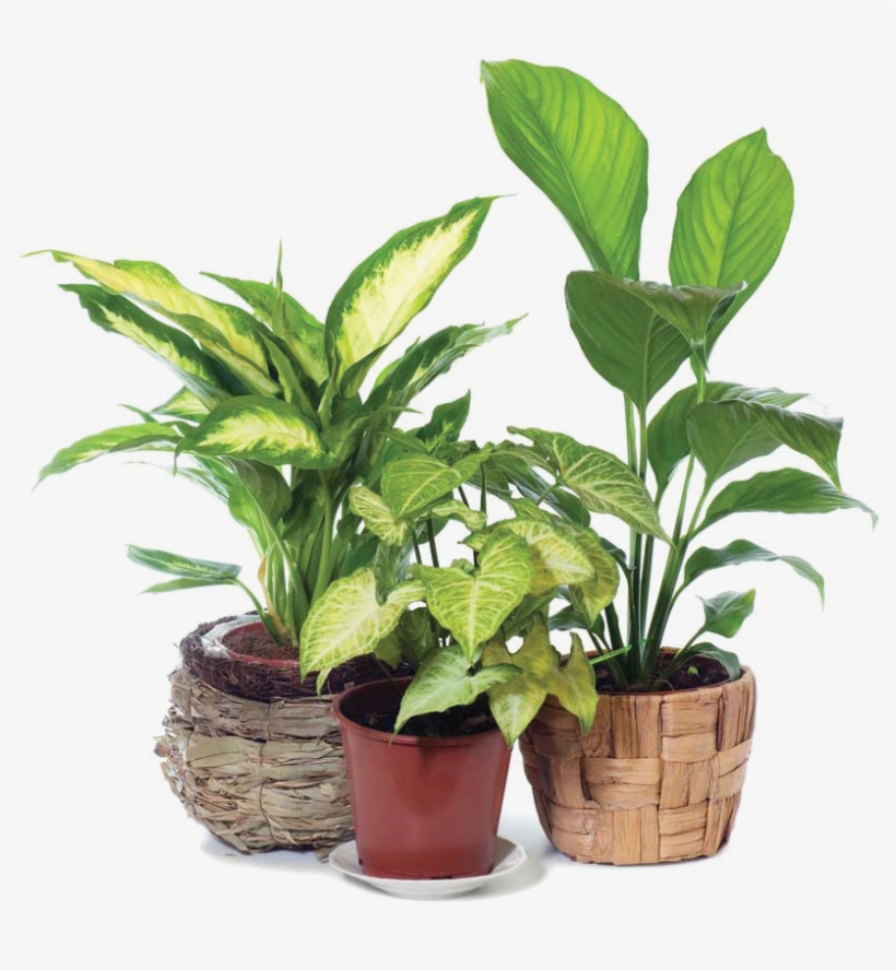 15 Copy Transparent PNG - 900x833 - Free Download on NicePNG