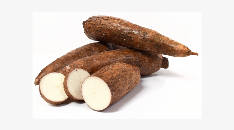 Yucca Transparent PNG - 593x527 - Free Download on NicePNG