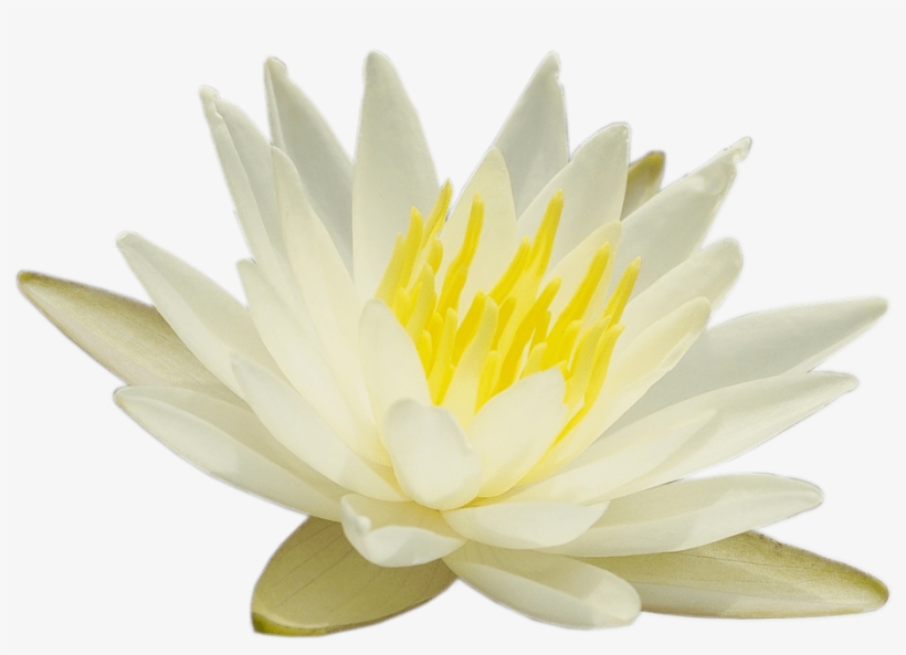 Sharing The Teachings Of Paramhansa Yogananda - Sacred Lotus ...