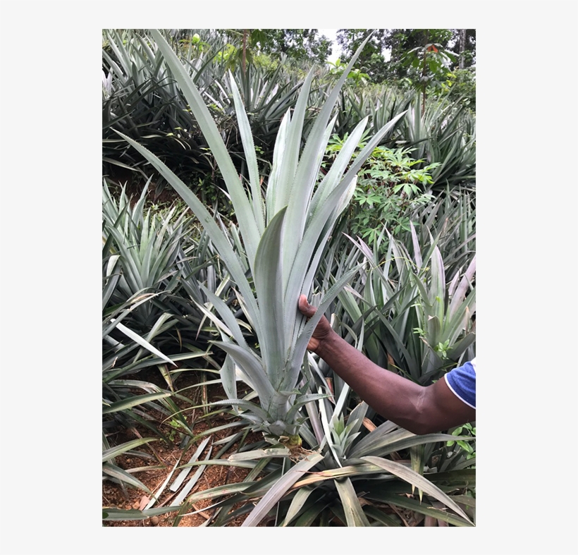 Six Slide - Agave Azul Transparent PNG - 1174x706 - Free Download on ...