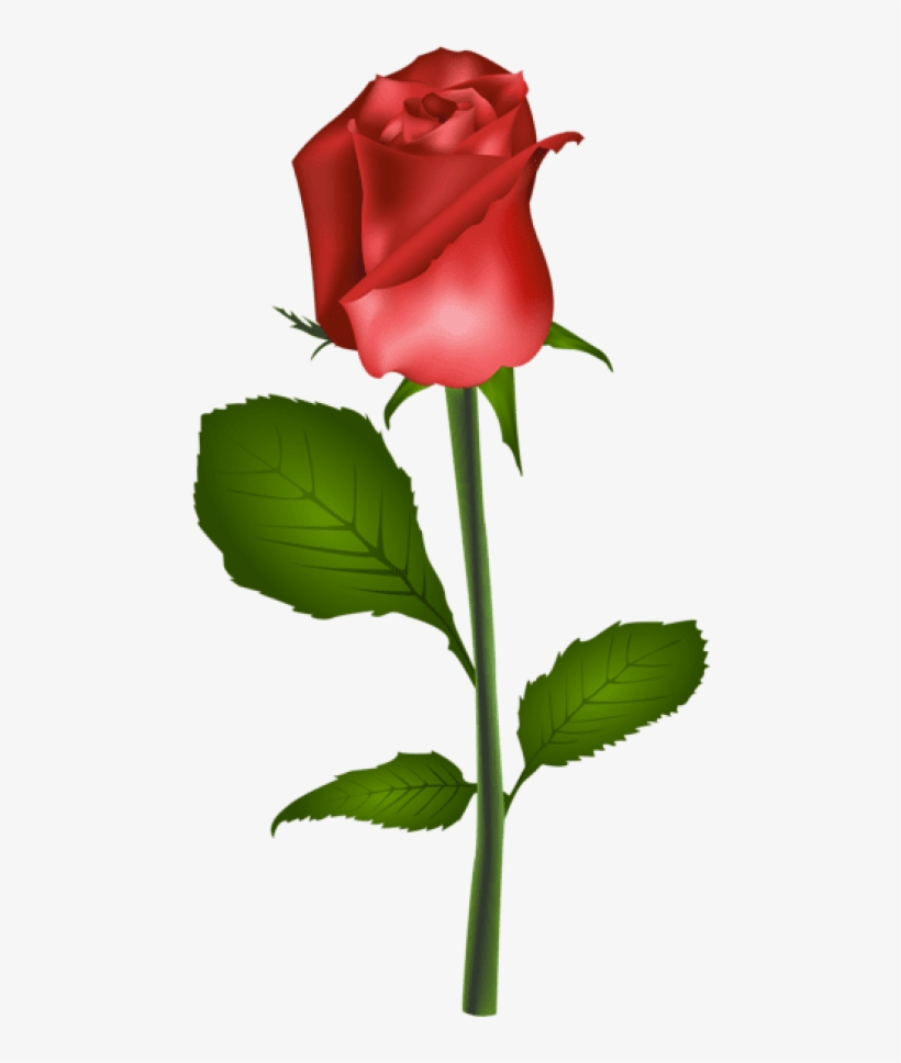 Red Rose Clipart No Background