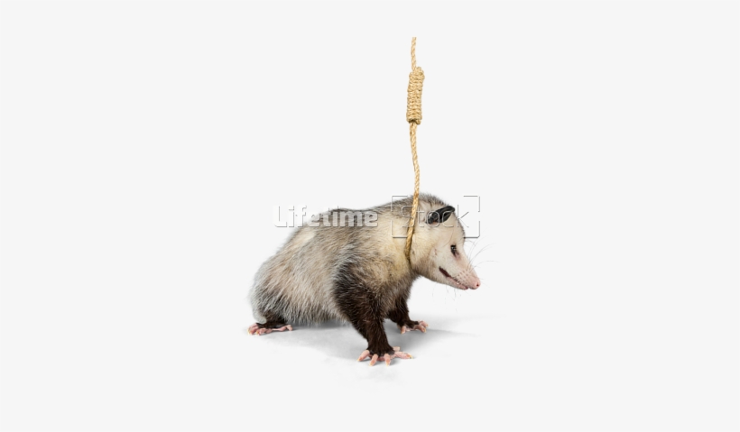 Virginia Opossum With Hanging Noose Around Neck Isolated - Noose ...