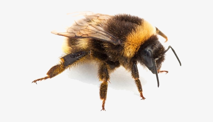 Flying Bee Png - Insects Transparent Transparent PNG - 736x563 - Free ...