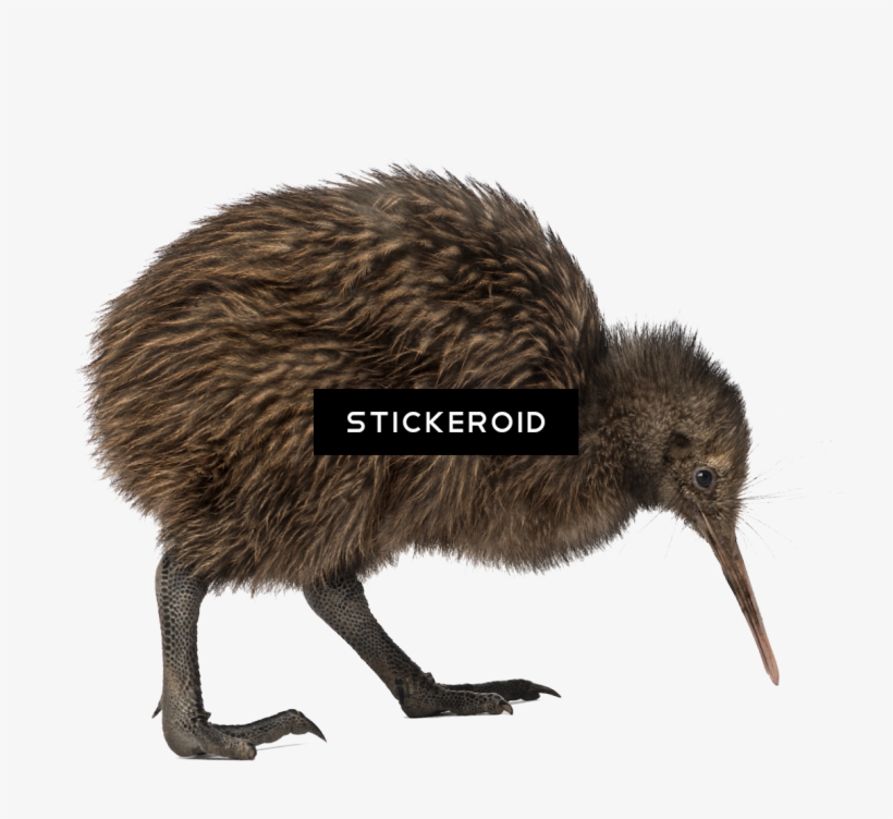 Bird Birds - Bird With No Wings Transparent PNG - 1183x1028 - Free ...