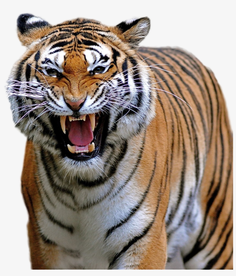 Tiger Png Image - Menacing Animals Transparent PNG - 958x959 - Free ...