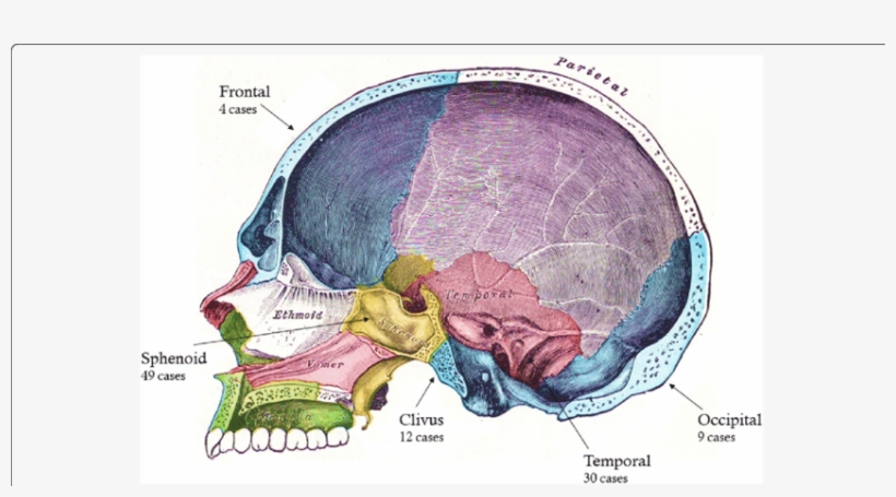 Diagrammatic Representation Of The Human Skull In Sagittal - Skull ...