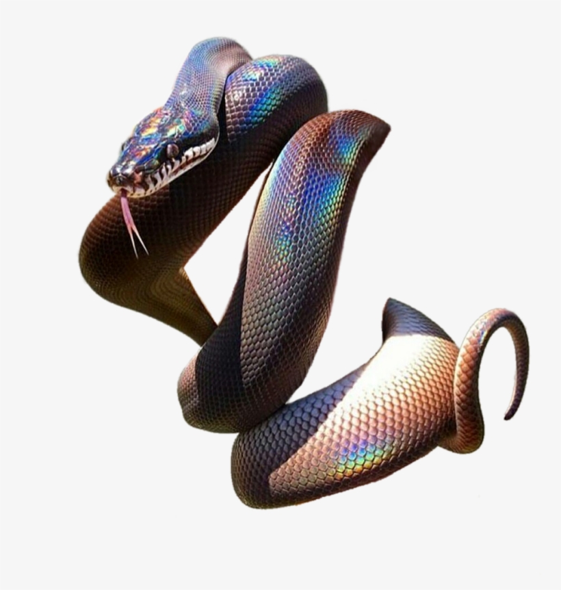 Animaliridescent Snake - Black Oil Slick Snake Transparent PNG ...