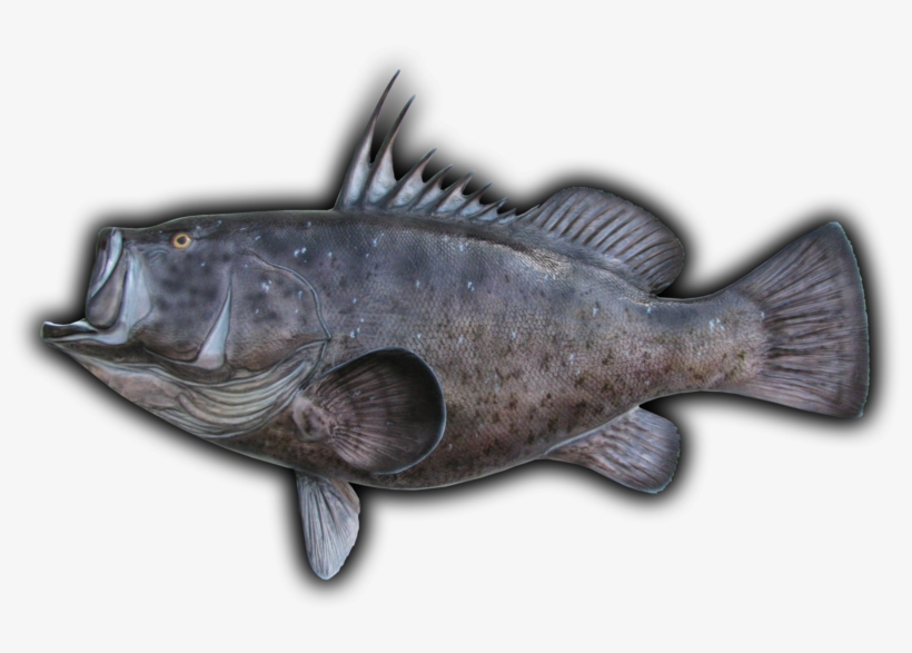 Cod Transparent PNG - 800x507 - Free Download on NicePNG