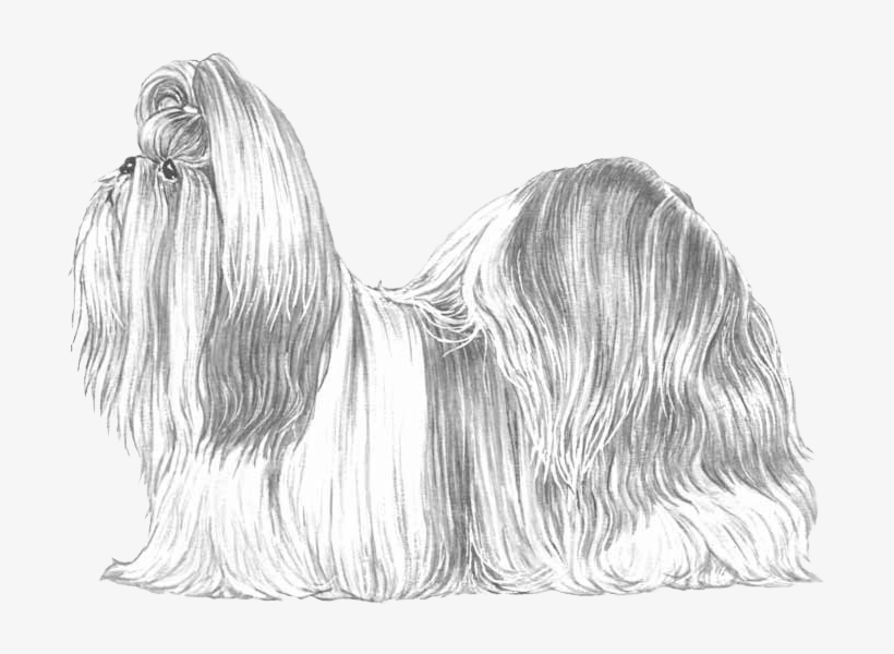 Shih Tzu - Lhasa Apso Transparent PNG - 800x800 - Free Download on NicePNG