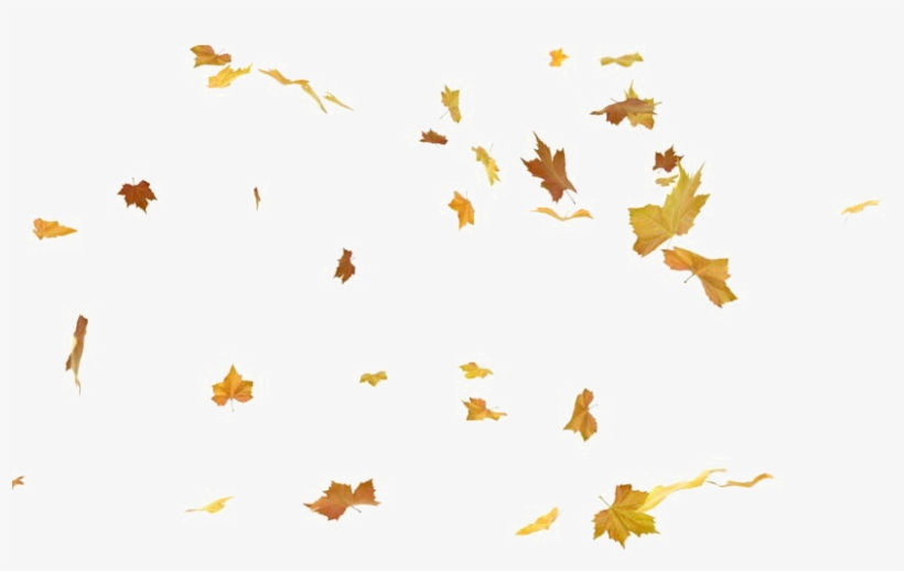 Falling Leaf Png Photos - Stock Footage Transparent PNG - 852x480 ...