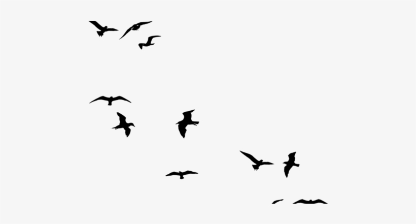Birds Tumblr Transparent