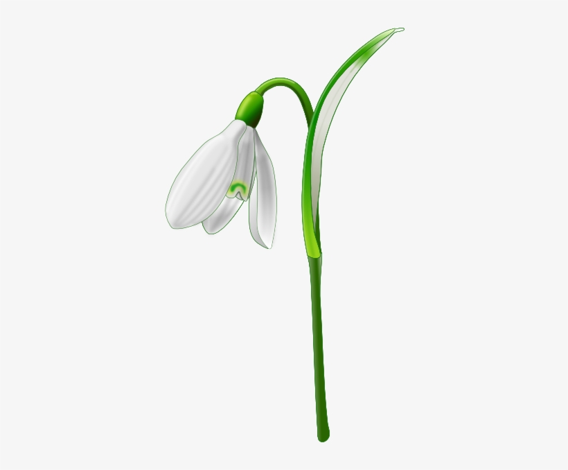 Single Snowdrop Transparent PNG - 348x598 - Free Download on NicePNG