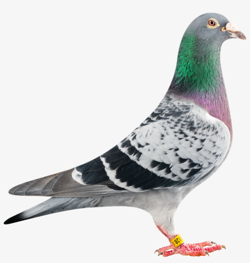 Pigeon Transparent Png - Racing Pigeon Png Transparent PNG - 2413x2075 ...