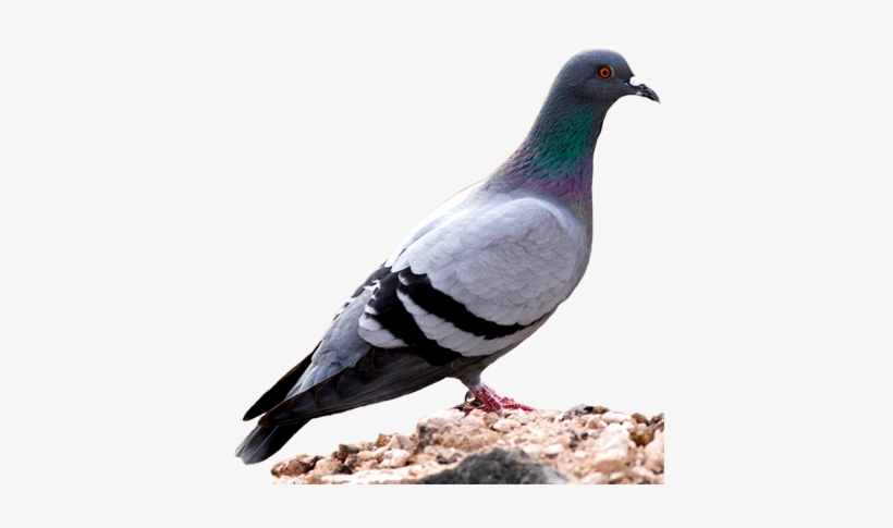 Wringer Pigeon